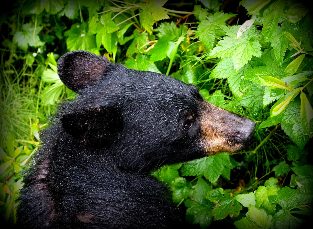 Bear Information – City and Borough of Juneau